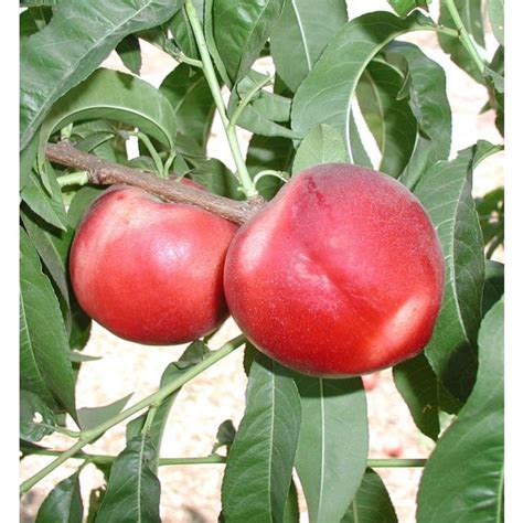 Rose Nectarine Tree Store Tomorrows Harvest By Burchell Nursery