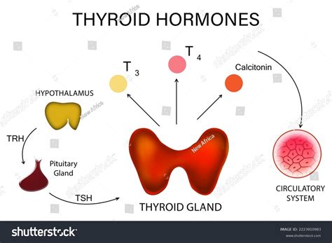 Medical Poster Thyroid Hormones Image On Stock Illustration 2223910983