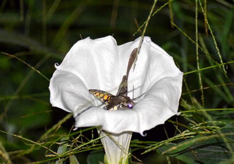 A Sphinx Moth Pollinating On A Moon Flower Planters Place