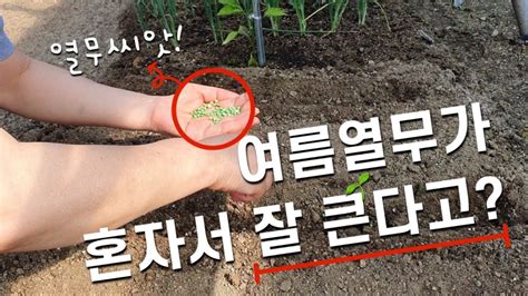 여름 열무 키우기 열무 씨앗 파종 수확 후 계속 열무 심는 방법 Youtube