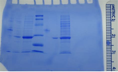 Solved Protein Marker Molecular Weight Dalog Of Protein