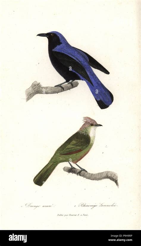 Azure Drongo Or Balicassiao Dicrurus Balicassius And Crested Gallito