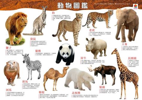 動物冒險記 內附17隻逼真動物模型4個場景配件動物圖鑑動物遊戲場景｜媽咪愛