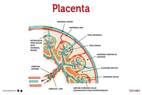 Placenta Female Anatomy Picture Functions Diseases And Treatments