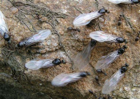 Flying Ants Spotted Over Maidstone Gillingham Tunbridge Wells