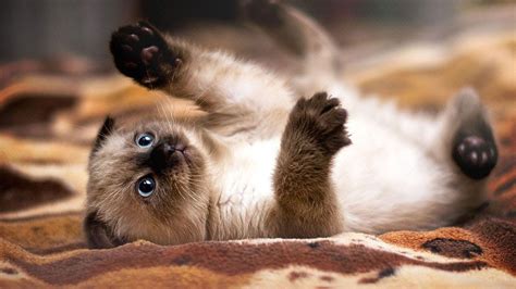 Gato Gracioso Para Facebook