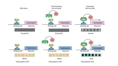 Yeast Two Hybrid System Pptx