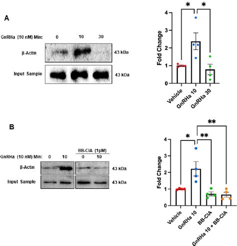 figure 3 from gnrh induces citrullination of the cytoskeleton in murine