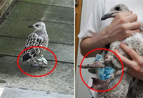 누군가 버린 마스크에 발 묶인 갈매기 코로나 쓰레기의 재앙