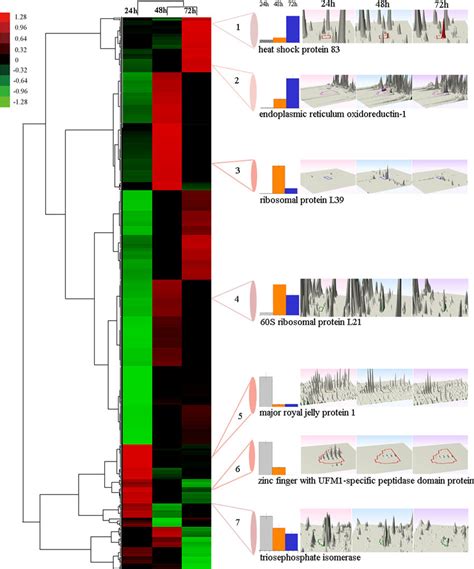 unsupervised hierarchical clustering of the differentially expressed