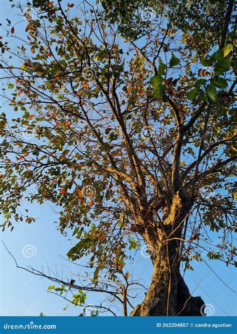deciduous tree in summer stock image image of support 262204807