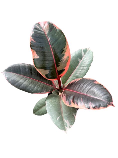 Ficus Rubber Tree Ruby Watson S Greenhouse