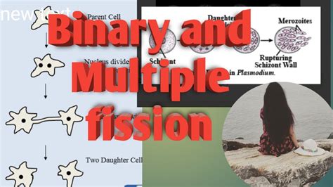 Binary And Multiple Fission Youtube