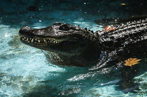 Florida Man Slams Stolen Alligator Onto Ground To Teach It A Lesson