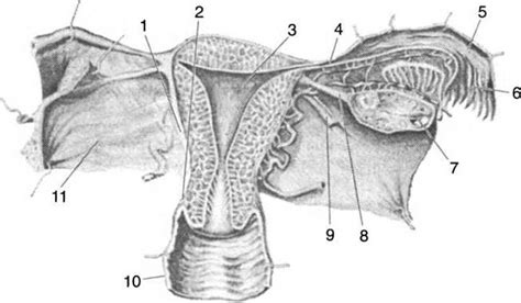 Жіночі статеві органи Сечостатевий апарат Вчення про нутрощі спланхнологія