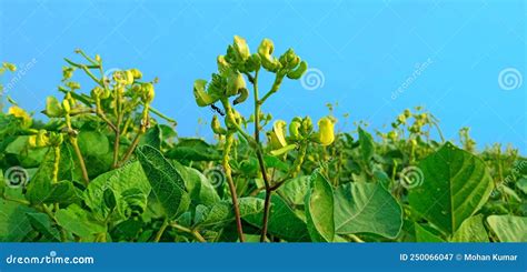 Vigna Radiata Mungo Green Gram Maash Moong Flowers Fruits Stock Image