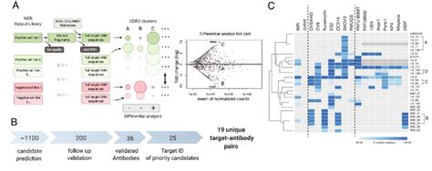 Antibody Selection Strategy And Overview Of Results A Schematic Download Scientific Diagram