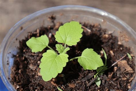 105 Catnip Plant Seedlings Royalty Free Photos And Stock Images