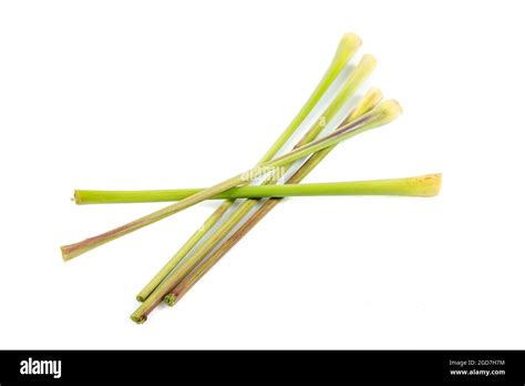 Isolated Lemongrass Melissa Fresh Lemongrass On White Background Stock