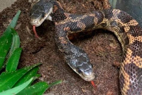 Familia Haya Una Serpiente De Dos Cabezas En El Patio De Su Casa Rcn