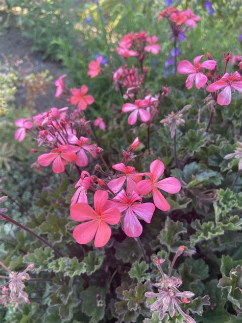 Photo of the bloom of Fish Geranium (Pelargonium x hortorum ...
