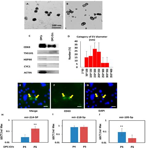 Figure 1 From Dermal Papilla Cell Derived Extracellular Vesicles