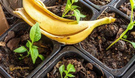 Banana Peels The Eco Friendly Fertilizer In Your Kitchen