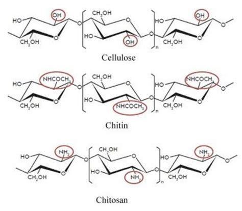 The Polymers Cellulosechitin And Chitosan Characterized By Different Download Scientific