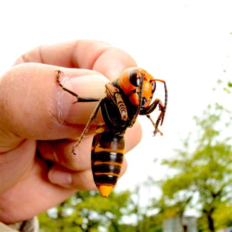 Progressive Charlestown Murder Hornets In Rhode Island
