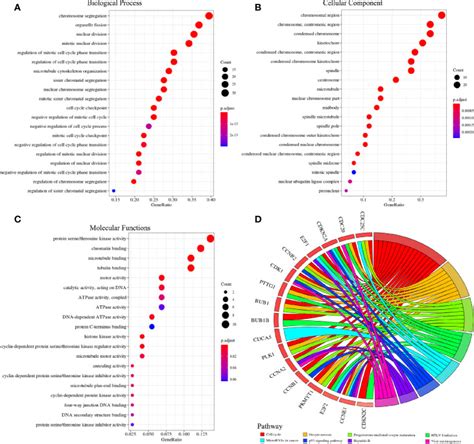 Comprehensive Analysis Of Cdcas Methylation And Immune Infiltrates In