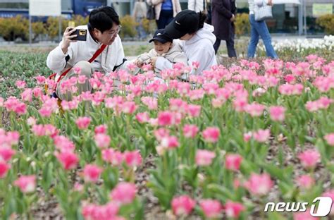활짝 핀 튤립 네이트 뉴스