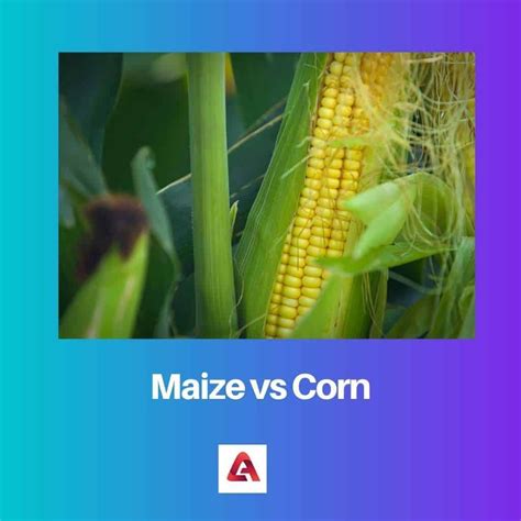Maize Vs Corn At Sherry Powers Blog