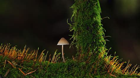 40000 Free Mushroom Time Lapse And Mushroom Images Pixabay
