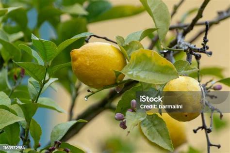잘 익은 노란색 레몬 비에 물 방울나무에 매달려 열대 감귤류 0명에 대한 스톡 사진 및 기타 이미지 0명 감귤류 과일 계절 Istock