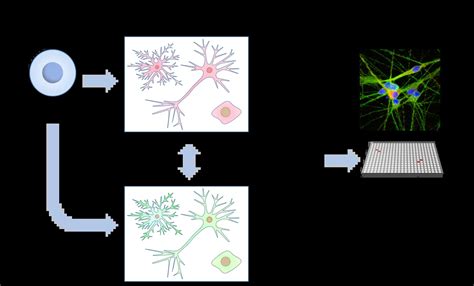 Drug Discovery Research Sumitomo Pharma