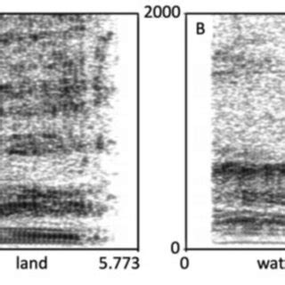 6 Male A And Female B American Alligator Alligator Download Scientific Diagram