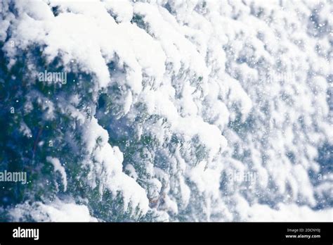 Deteriorating Weather Conditions Blizzards And Frost Snow On Thuja