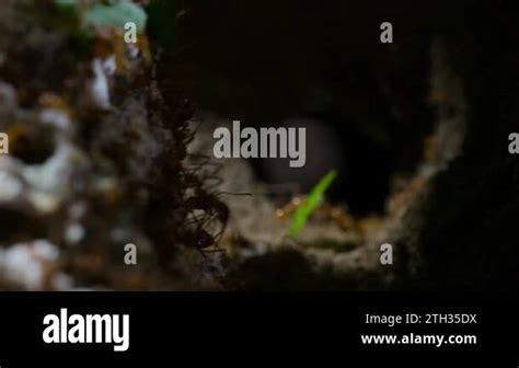 Inside Leaf Cutter Ants Nest With Workers Eggs And Larvae Amazon