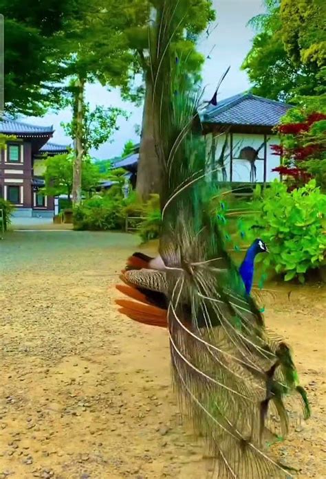Peacock Dance Video 🦚 Beautifulbirds Peacockdance Peacock Shorts