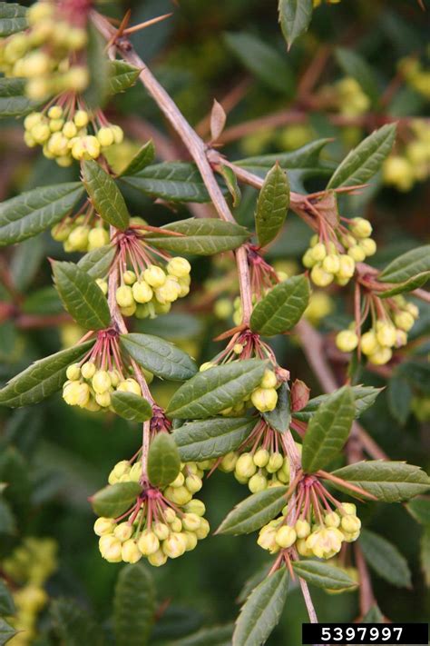 wintergreen barberry (Berberis julianae)