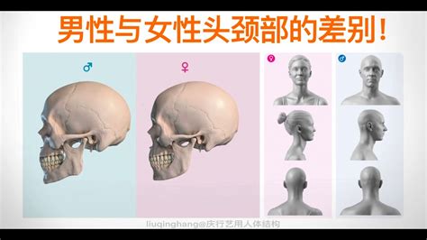 How Do Head And Neck Features Differentiate Between Men And Women