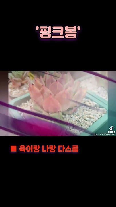 다육이름알아가기 창다육매력색감로제트 창다육대표수형알아보기 명품창다육 다육일기아담 사이즈에 연핑크색감물듦 어울리는핑크봉shorts Youtube