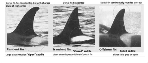 The Three Killer Whale Ecotypes Of The Eastern North Pacific