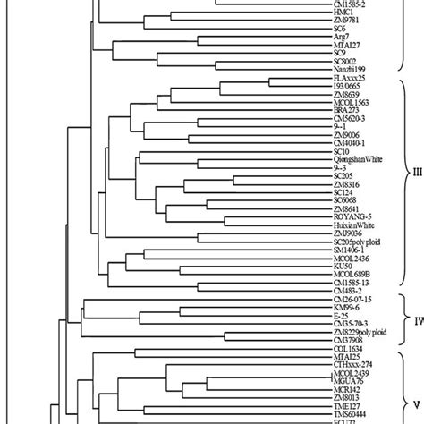 Upgma Tree Clustering Of 76 Cassava Accessions And Grouping Based On