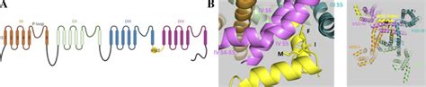 The Nav Channel Inactivation Mechanism A A Schematic Representation