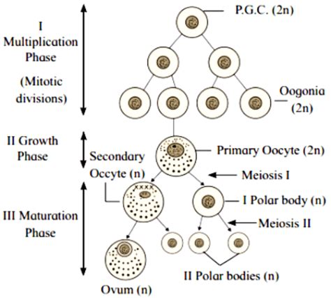 Oogenesis And Meiosis Polar Body Formation Extrusion And Function