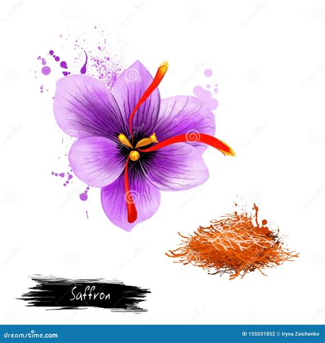 Saffron Flower Vector Drawing Hand Drawn Herb And Food Spice