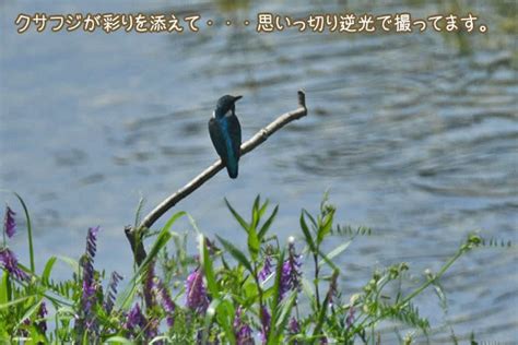 今日は鳥撮りはお休みです 鳥撮りものがたりⅡ