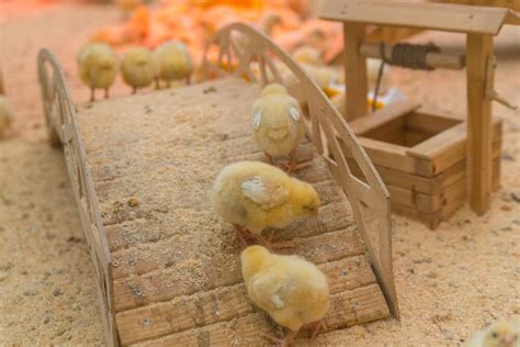 Chick Brooder Week By Week Guide For New Chicken Owners Chicken