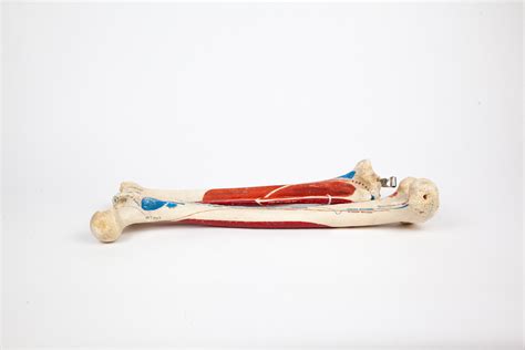 Femur Tibia And Fibula Articulation 004 Jonsbones Responsibly